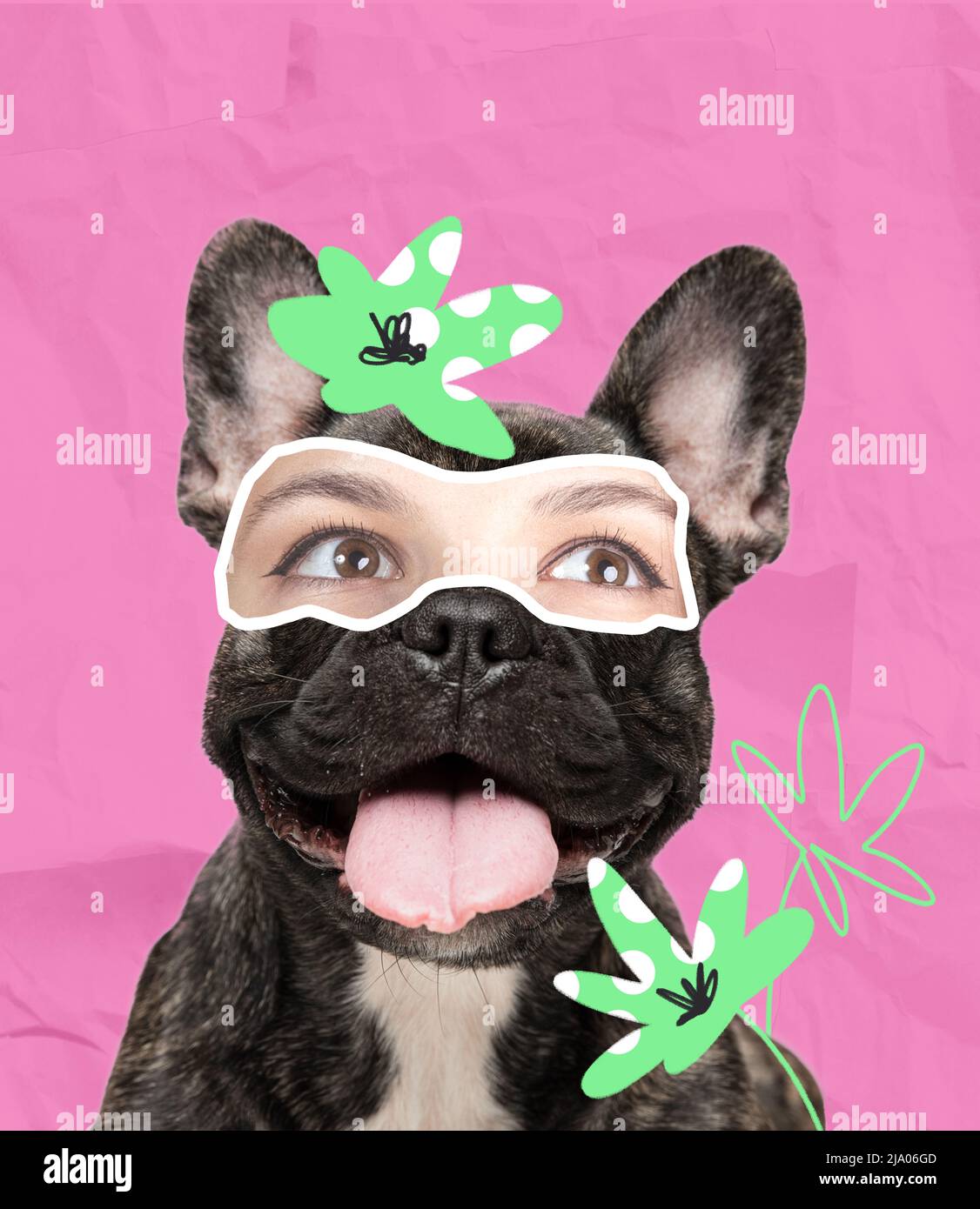 Contemporary art collage. Cheerful muzzle of French Bulldog with female ...