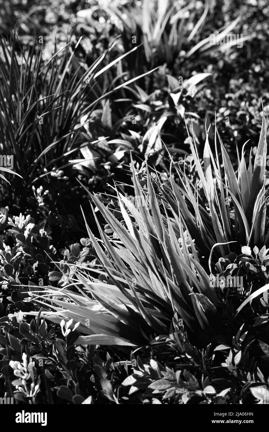 Sunny bright day city sun Black and White Stock Photos & Images - Alamy