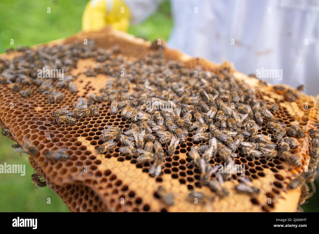 Bee keepers inspecting hive for European foulbrood disease, South Wales ...