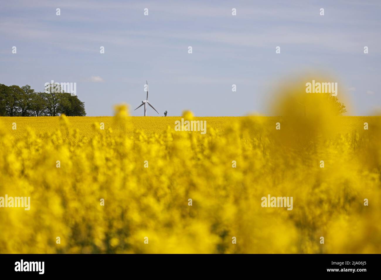 Lantbrukm raps hi-res stock photography and images - Alamy