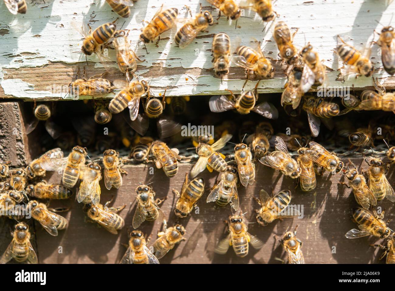 Beehive care hi-res stock photography and images - Alamy
