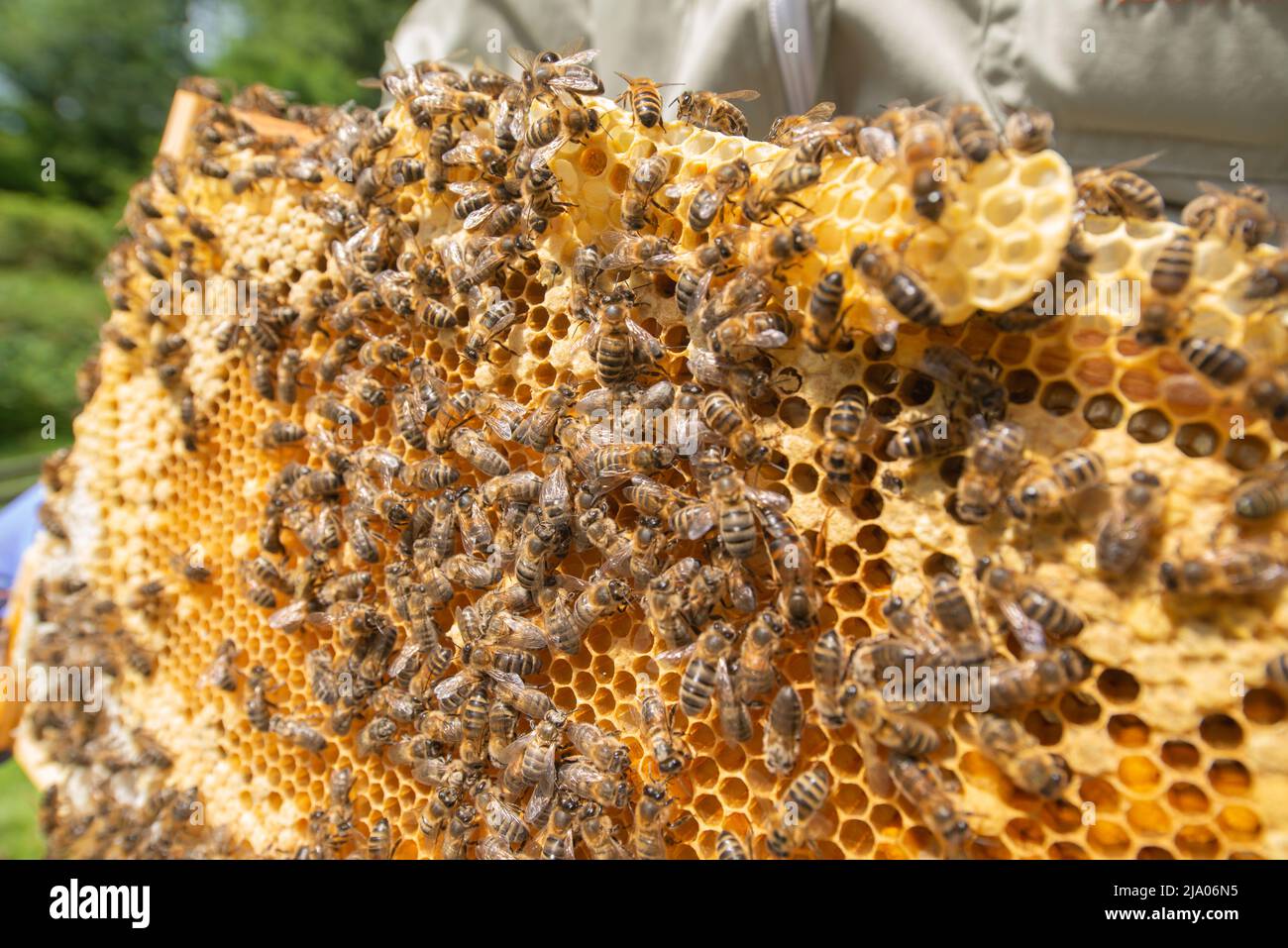 Bee keepers inspecting hive for European foulbrood disease, South Wales ...