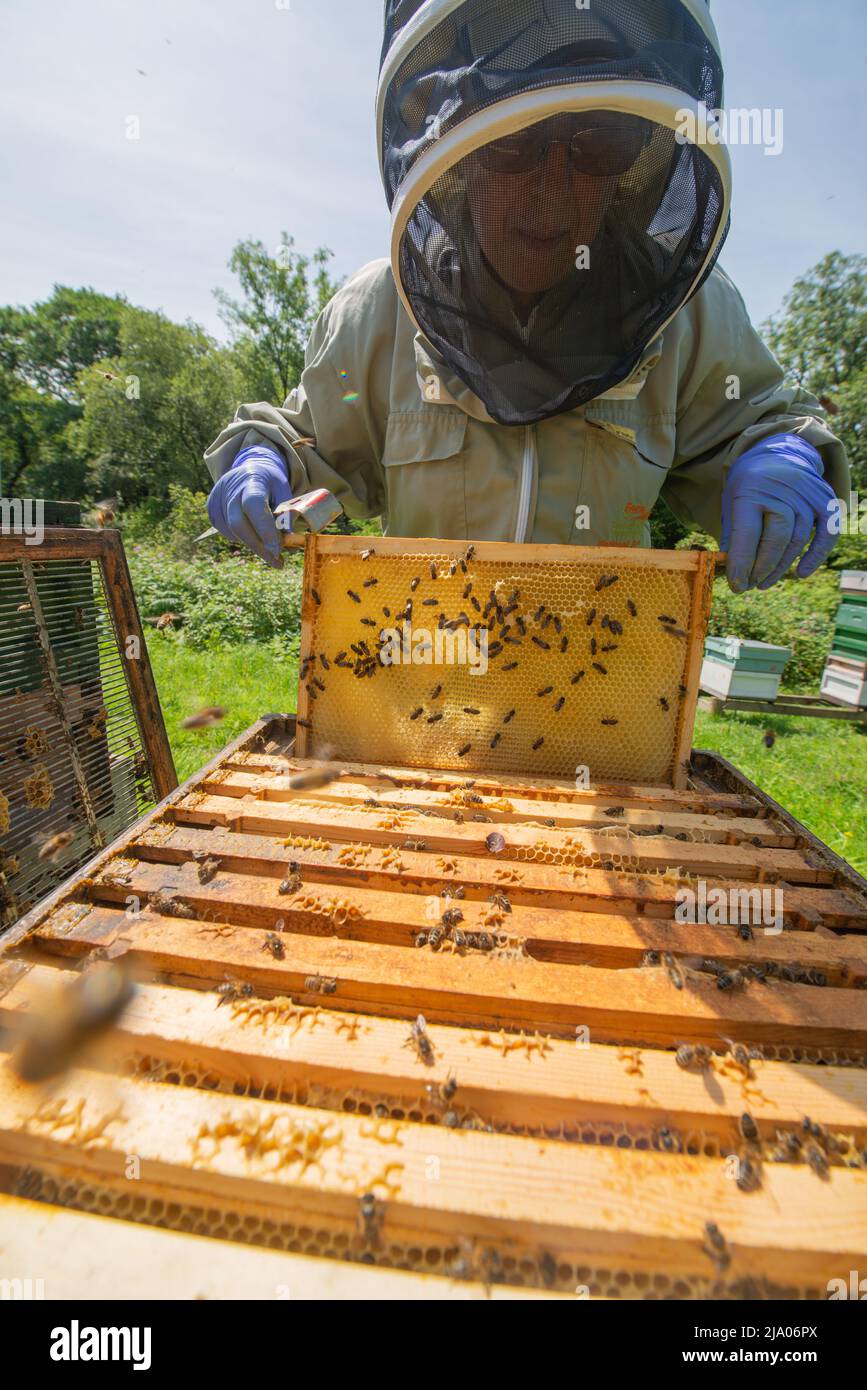 Bee keepers inspecting hive for European foulbrood disease, South Wales ...