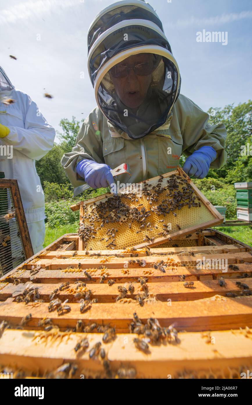 Bee keepers inspecting hive for European foulbrood disease, South Wales ...