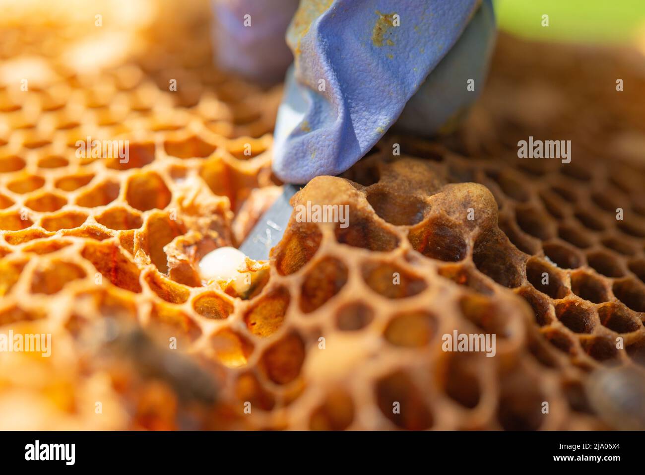 Bee keeper extracting larva to use in Vita foulbrood diagnostic test ...