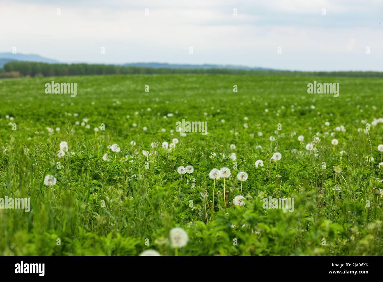 View of green agricultural field.Spring season. High quality photo ...