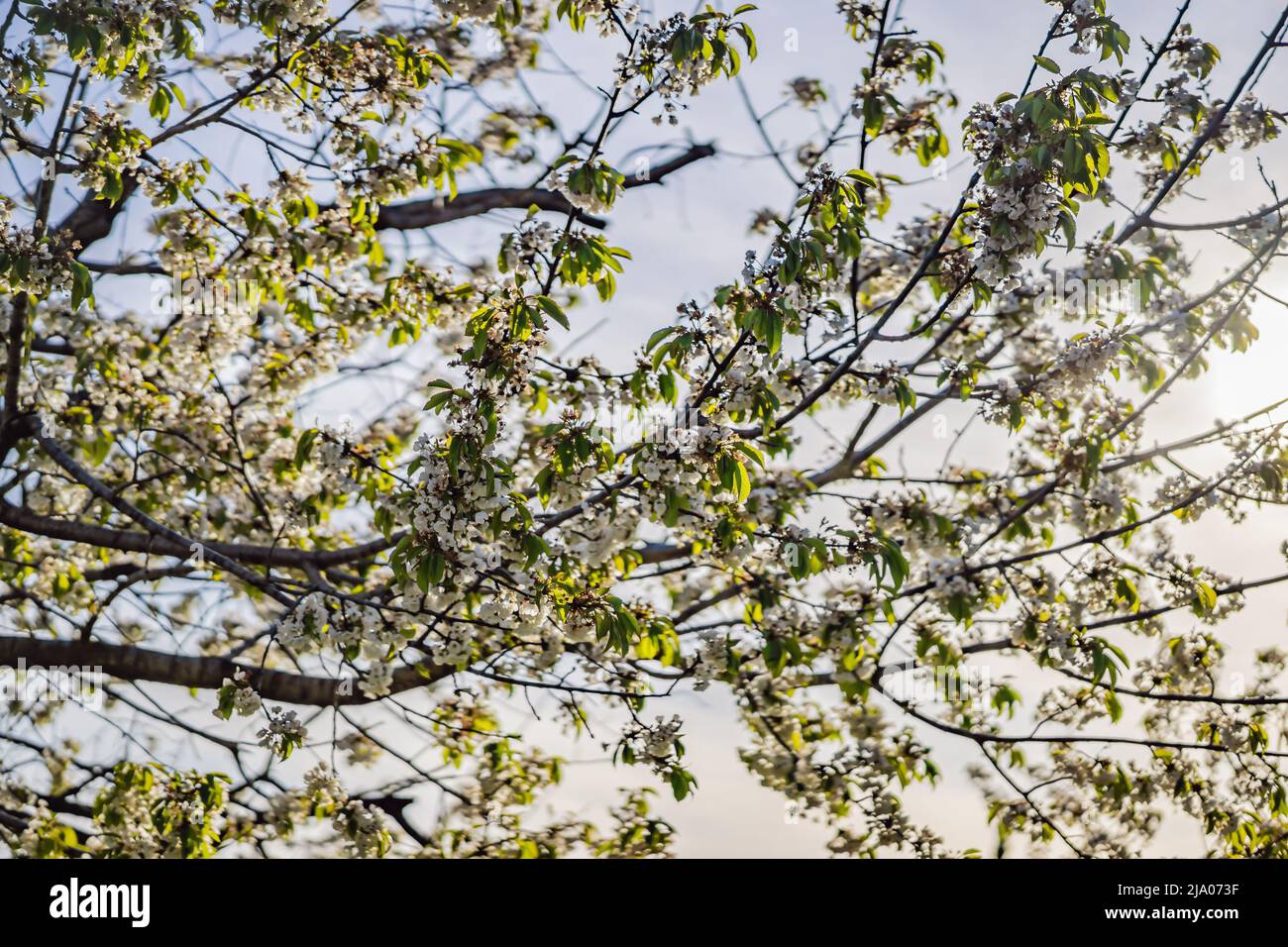 a beautiful spring shrub with small delicate delicate white flowers ...
