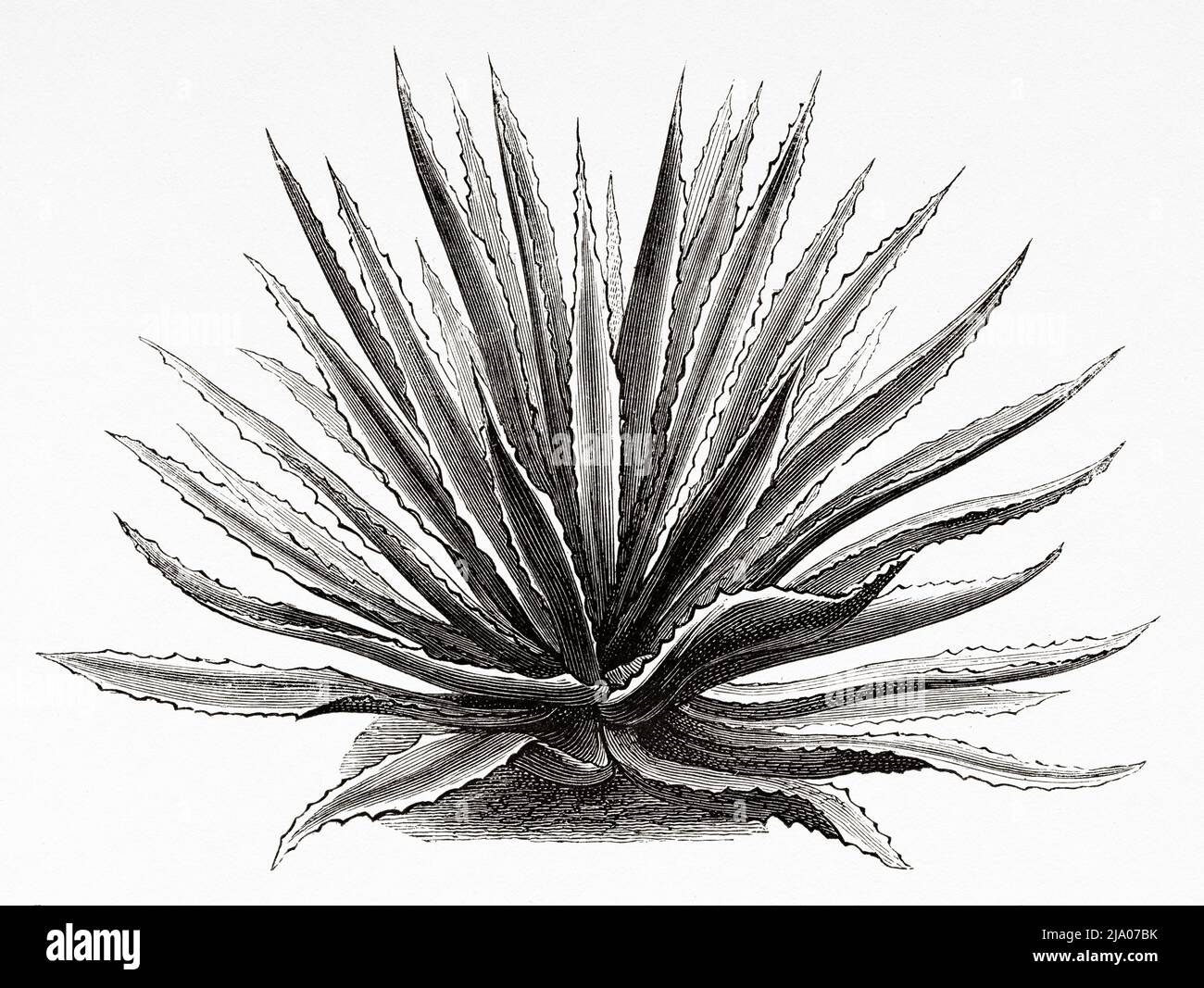 Furcraea andina hi-res stock photography and images - Alamy