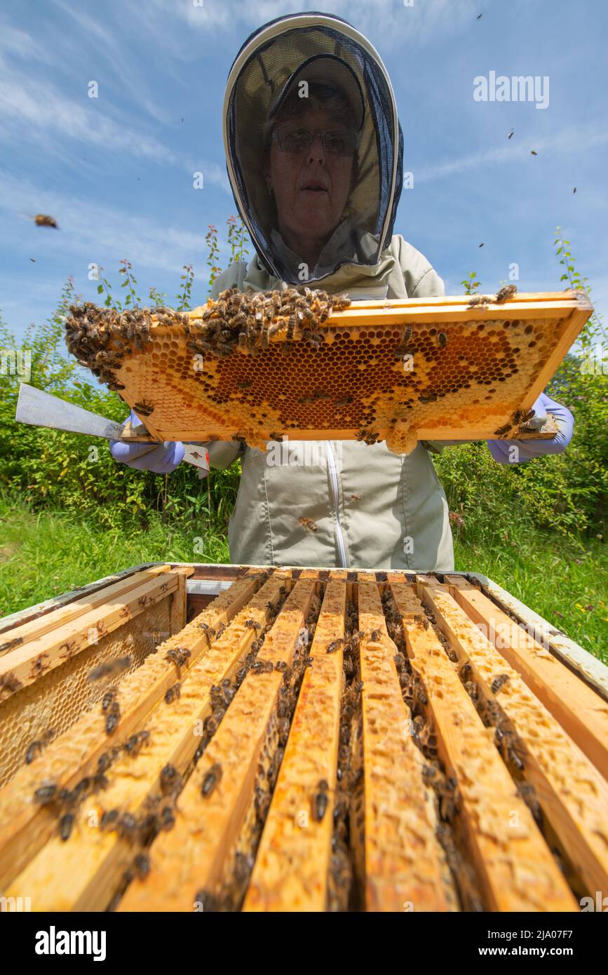 Bee keepers inspecting hive for European foulbrood disease, South Wales ...