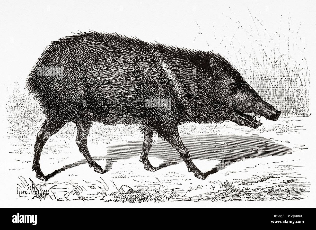 New World pigs. A peccary is a medium-sized pig-like hoofed mammal of ...