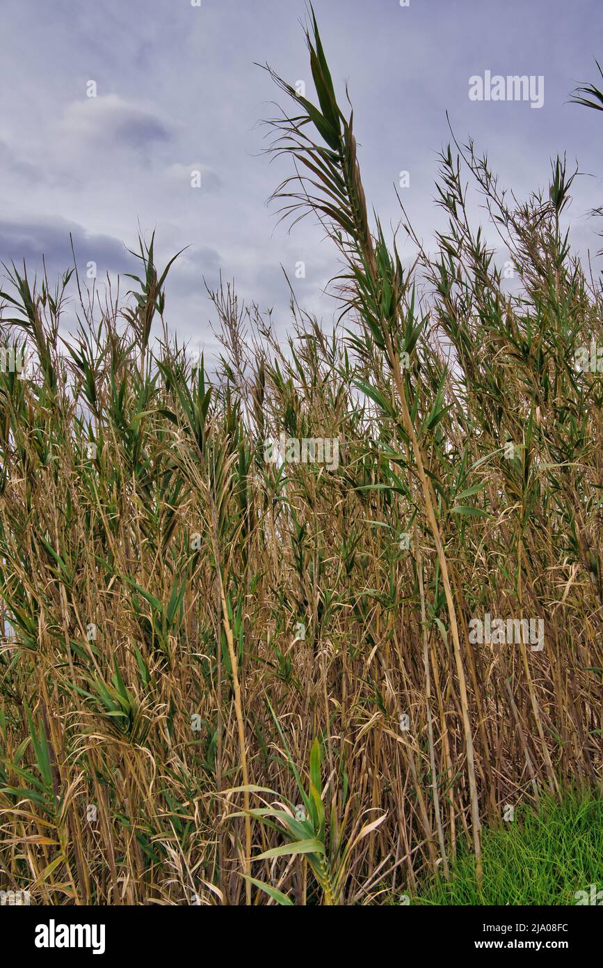 sugar cane plants on the steep cliffs of the island of madeira in ...