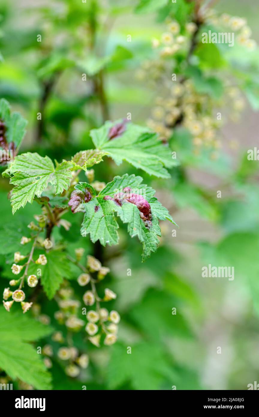 Currant branch with leaves affected by gall aphids. Red spots on ...