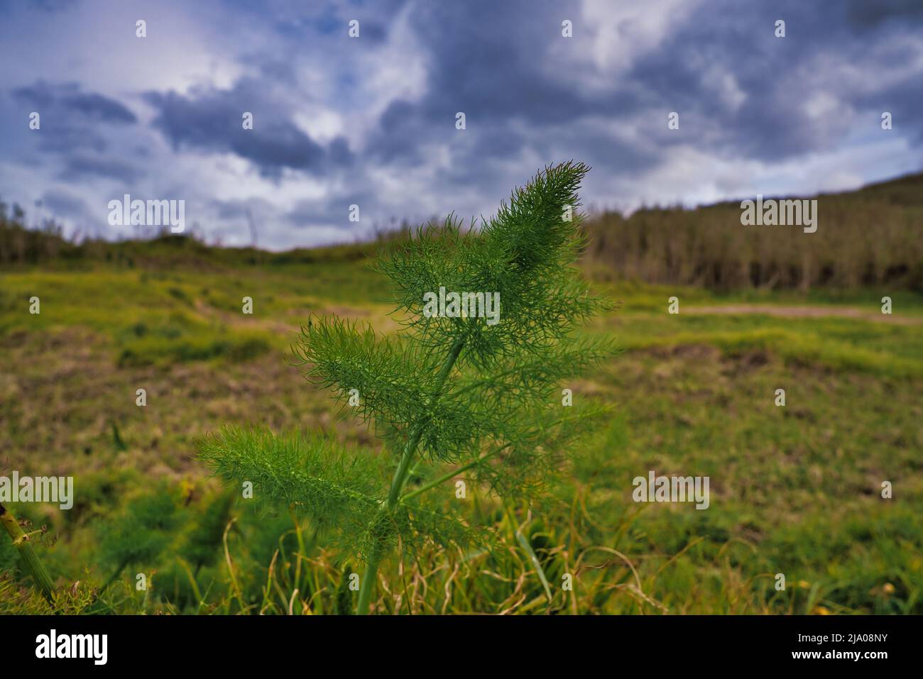Common fennel leaves - Latin name - Foeniculum vulgare Stock Photo - Alamy