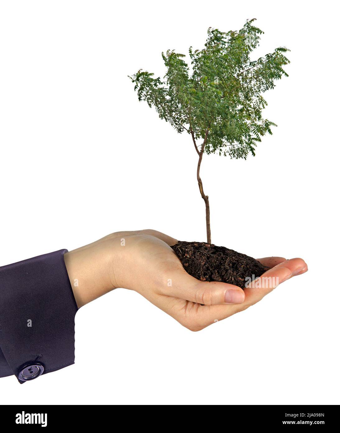 tree in hands as a gift Stock Photo - Alamy