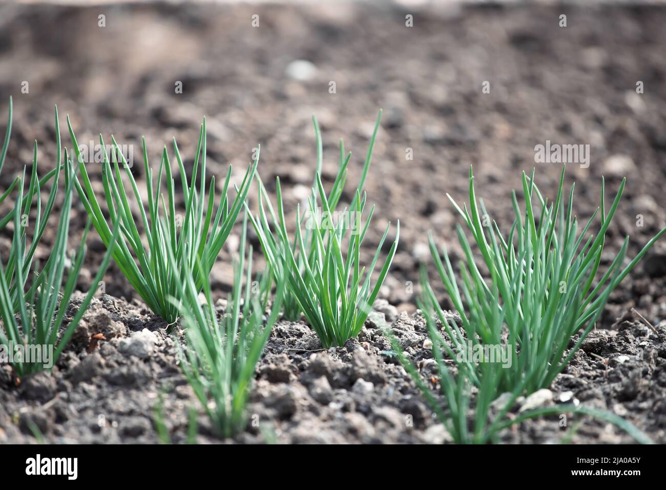 Spring shoots of green onions in the soil in the garden for vitamin ...