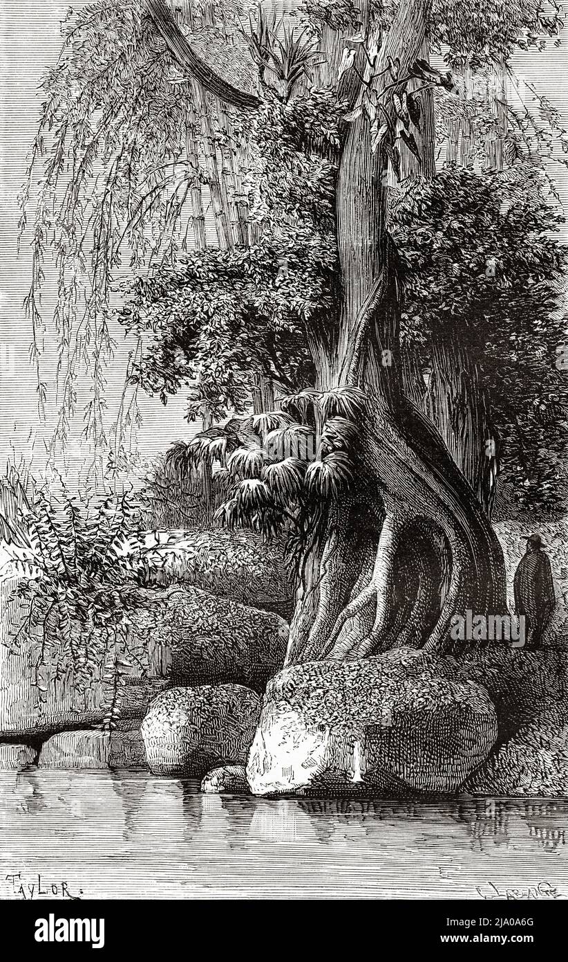 Pencil Drawing Of Tree Roots