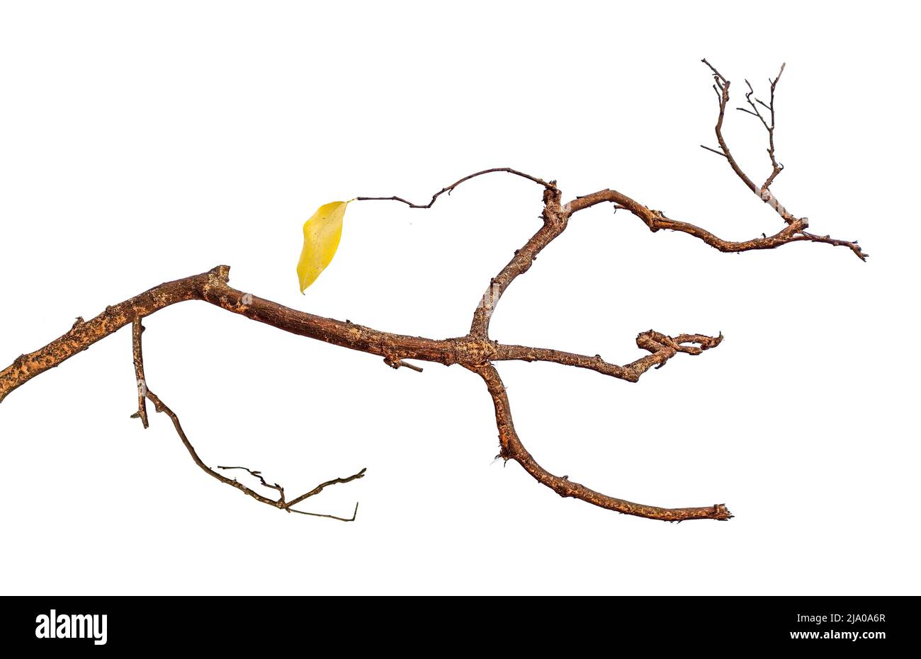Dry branch isolated on white background Stock Photo - Alamy