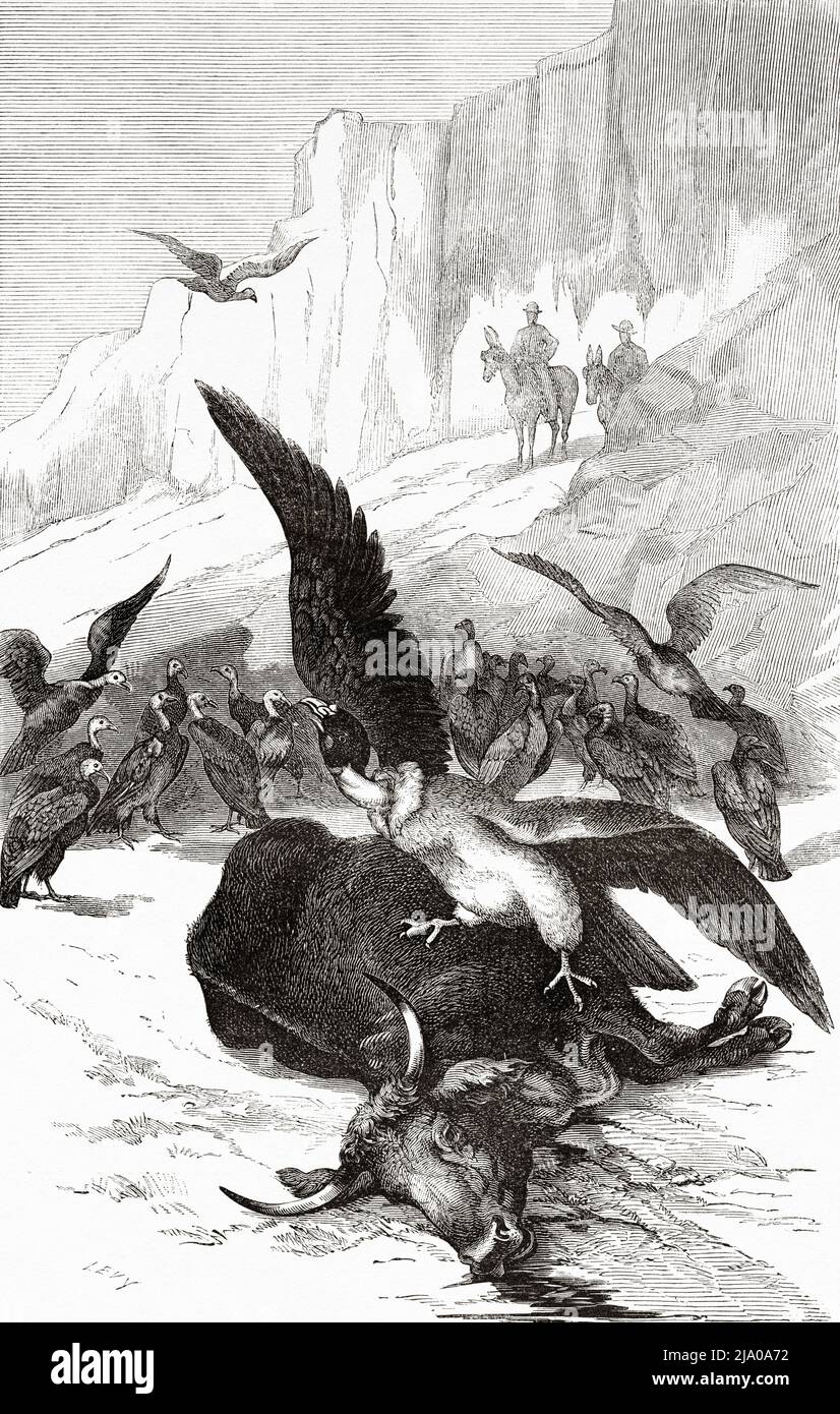 The king vulture (Sarcoramphus papa) Condor eating a dead cow in the ...