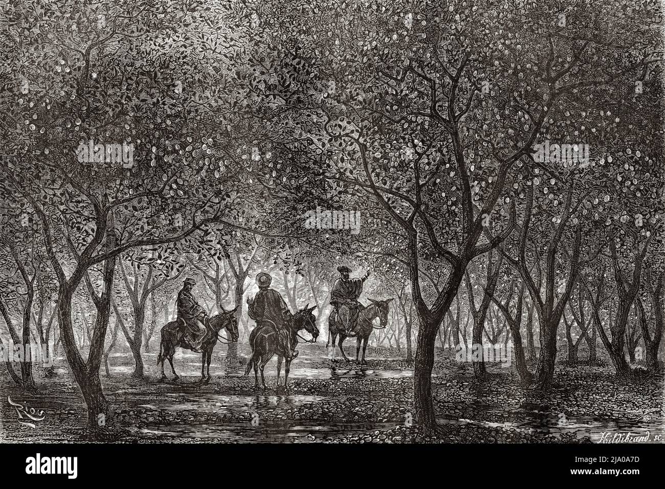 The lemon tree forest of Guachicono. Cauca Department, Colombia, South ...