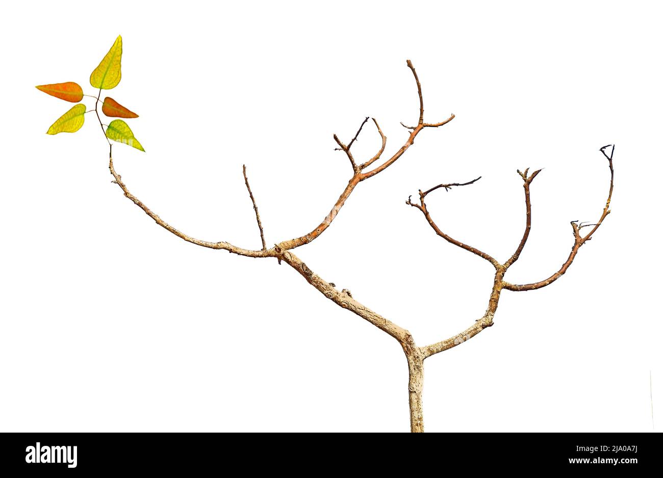 Dry branch isolated on white background Stock Photo - Alamy