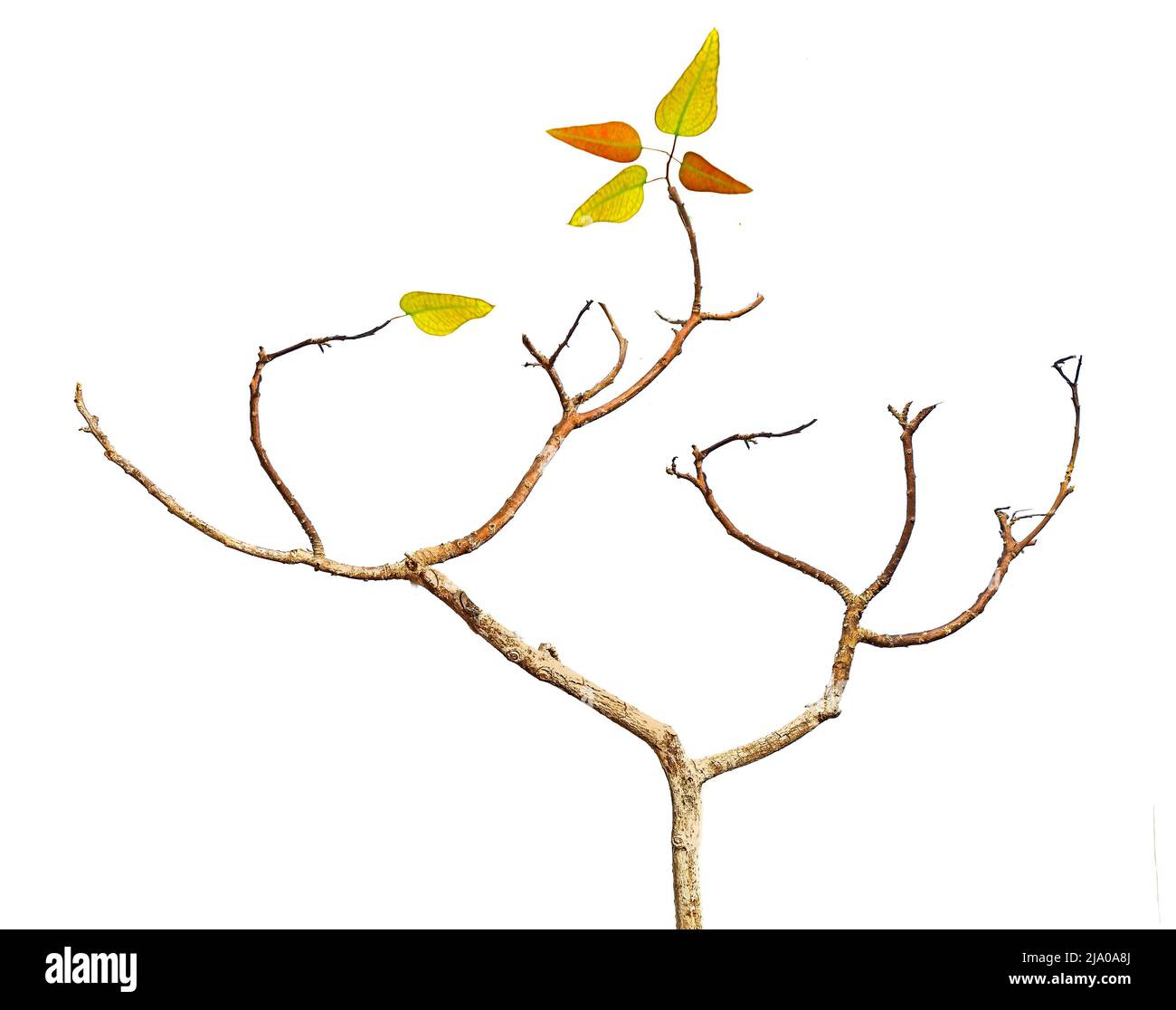 Dry branch isolated on white background Stock Photo - Alamy