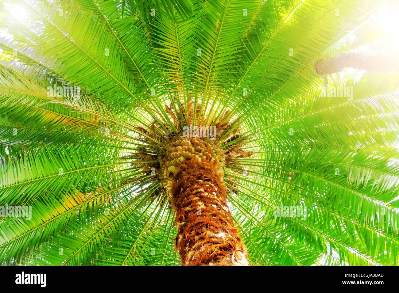 Exotic palm tree body and leaves background, close up Stock Photo - Alamy