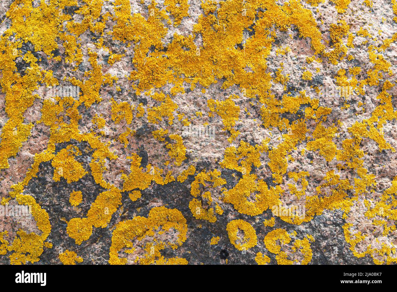 Backdrop of lichen on rock hi-res stock photography and images - Alamy