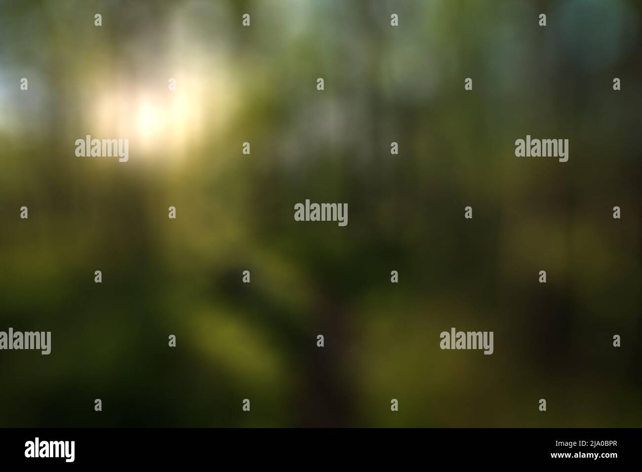 Soft and blurred natural green summer forest landscape. High resolution ...
