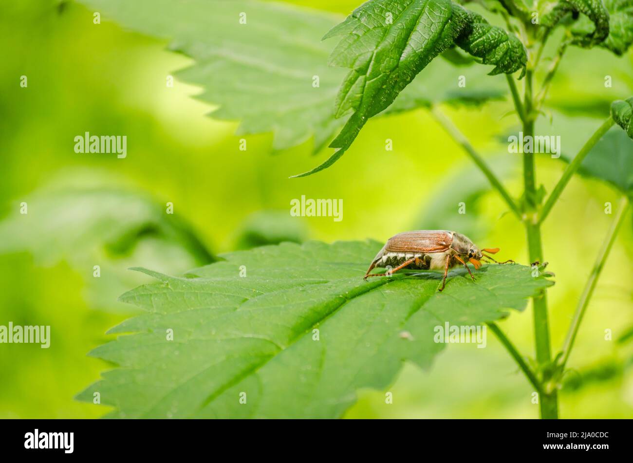 Common Cockchafer Melolontha melolontha, known as a May bug or ...