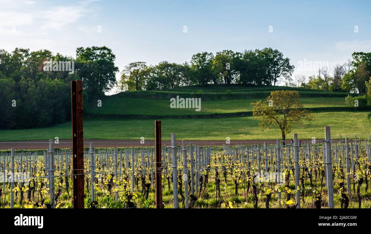 Fields of Friuli Venezia-Giulia in a spring day Stock Photo - Alamy