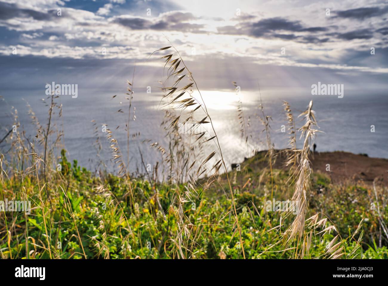 Avena fatua a common wild oats growing in spring and summer by the ...