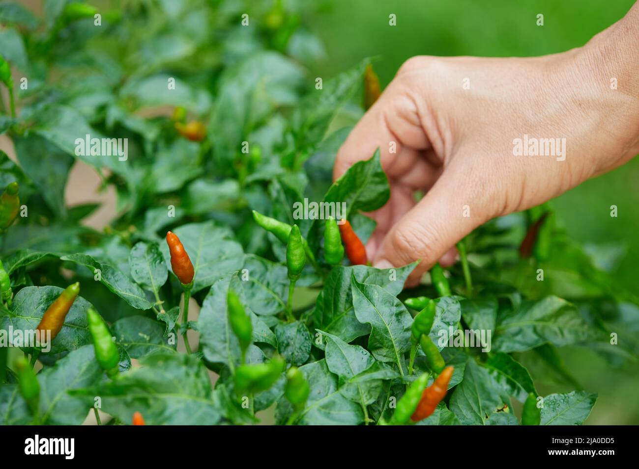 Human hand picking fresh chili pepper in the plantation Stock Photo - Alamy