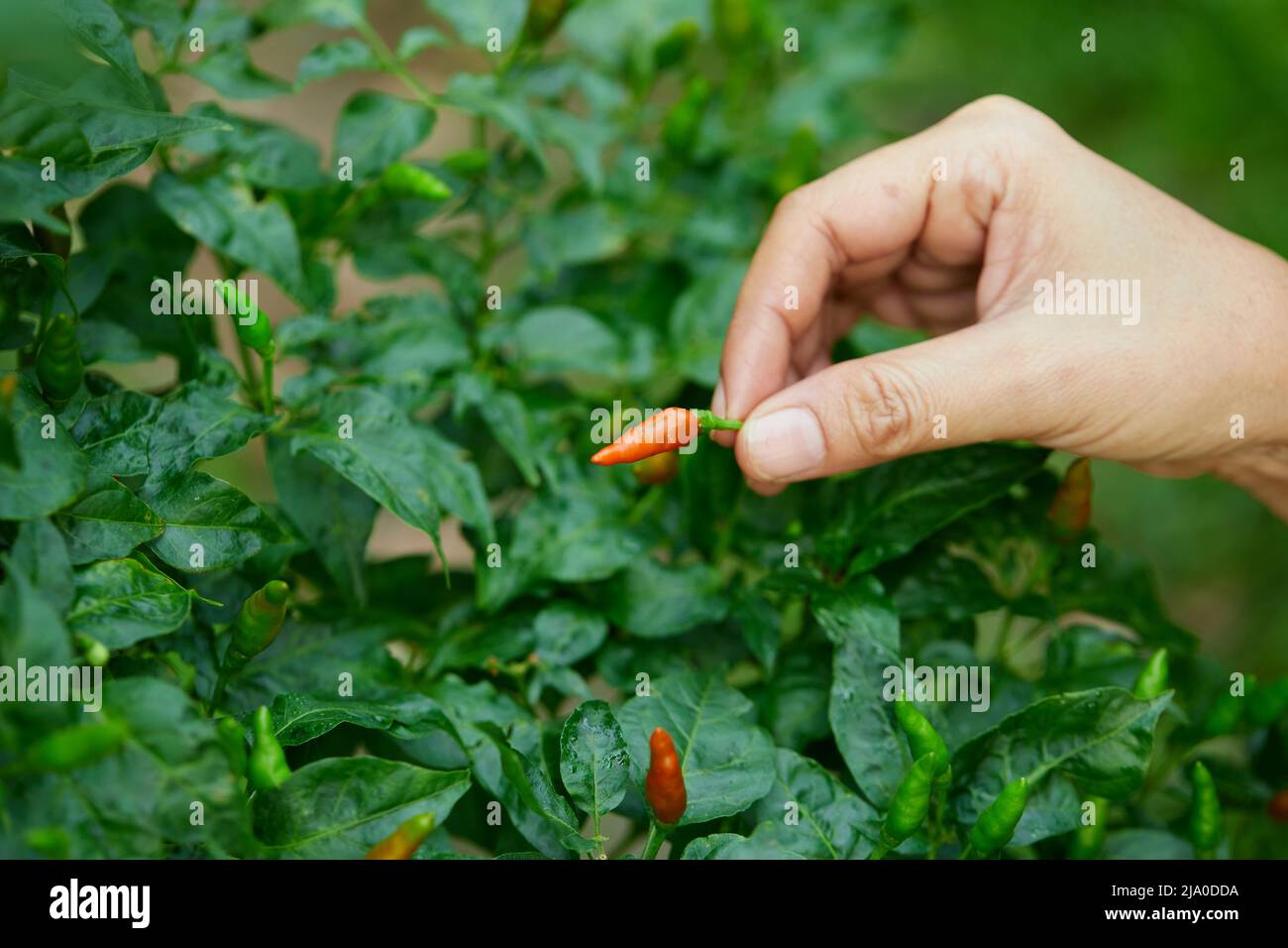 Human hand picking fresh chili pepper in the plantation Stock Photo - Alamy