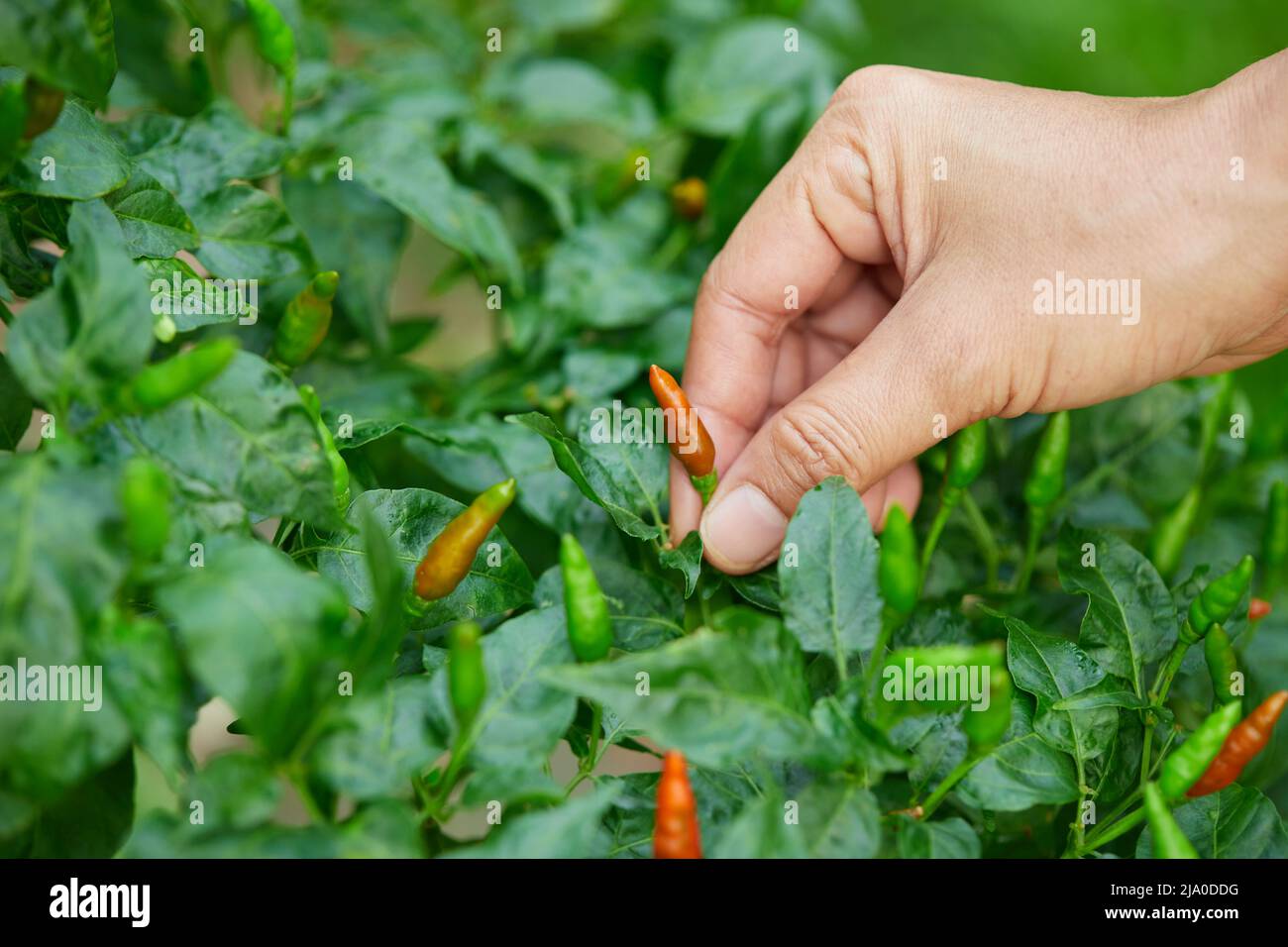 Human hand picking fresh chili pepper in the plantation Stock Photo - Alamy