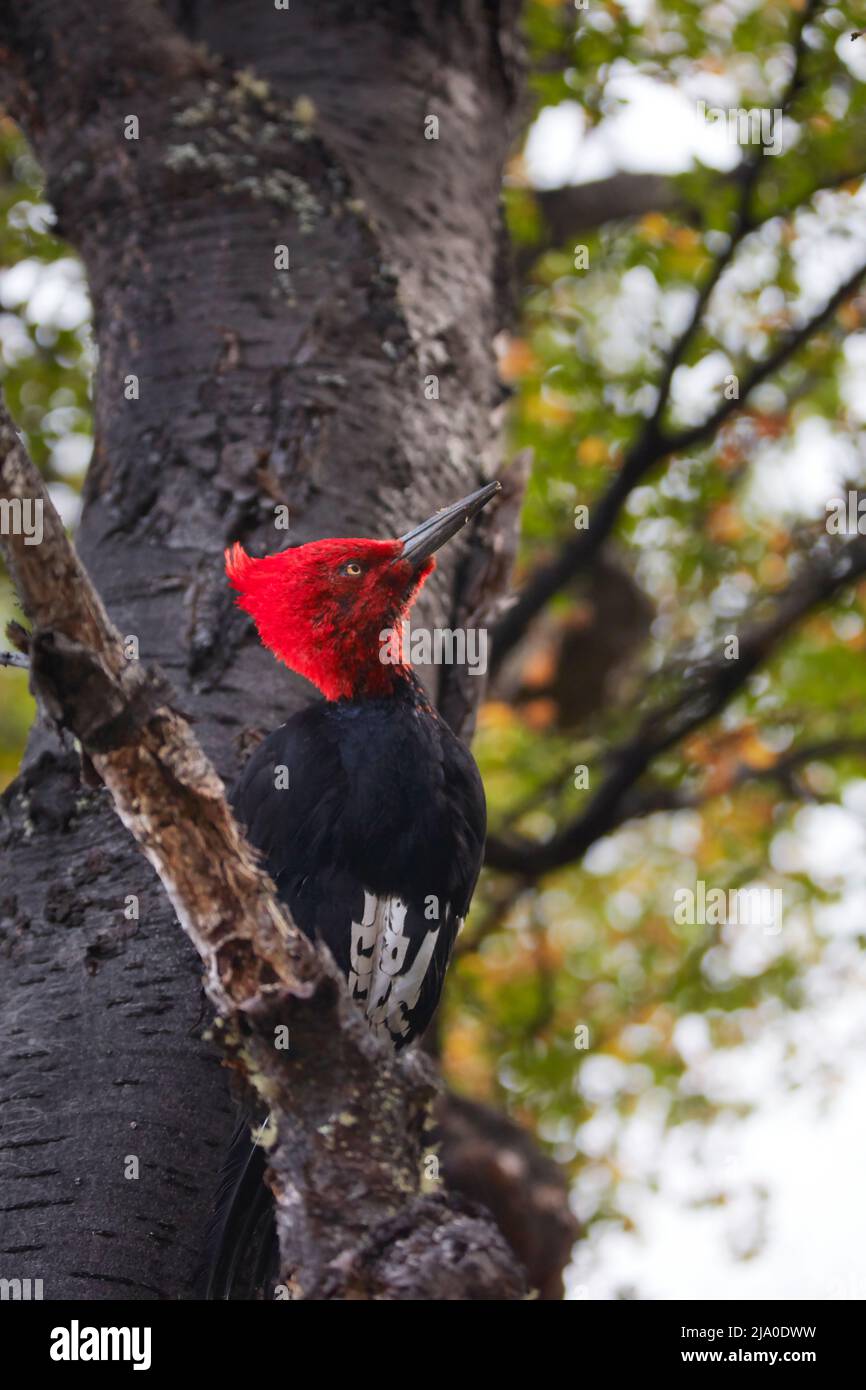 A Magellanic woodpecker male bird (Campephilus magellanicus) inside the ...