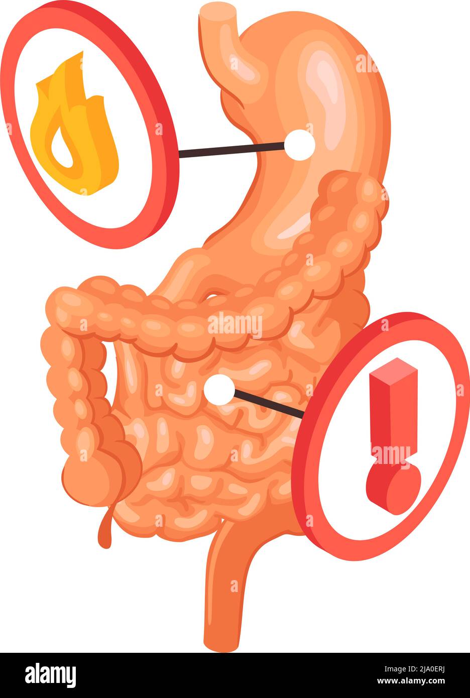Isometric gastroenterology composition with view of bowels with stomach ...