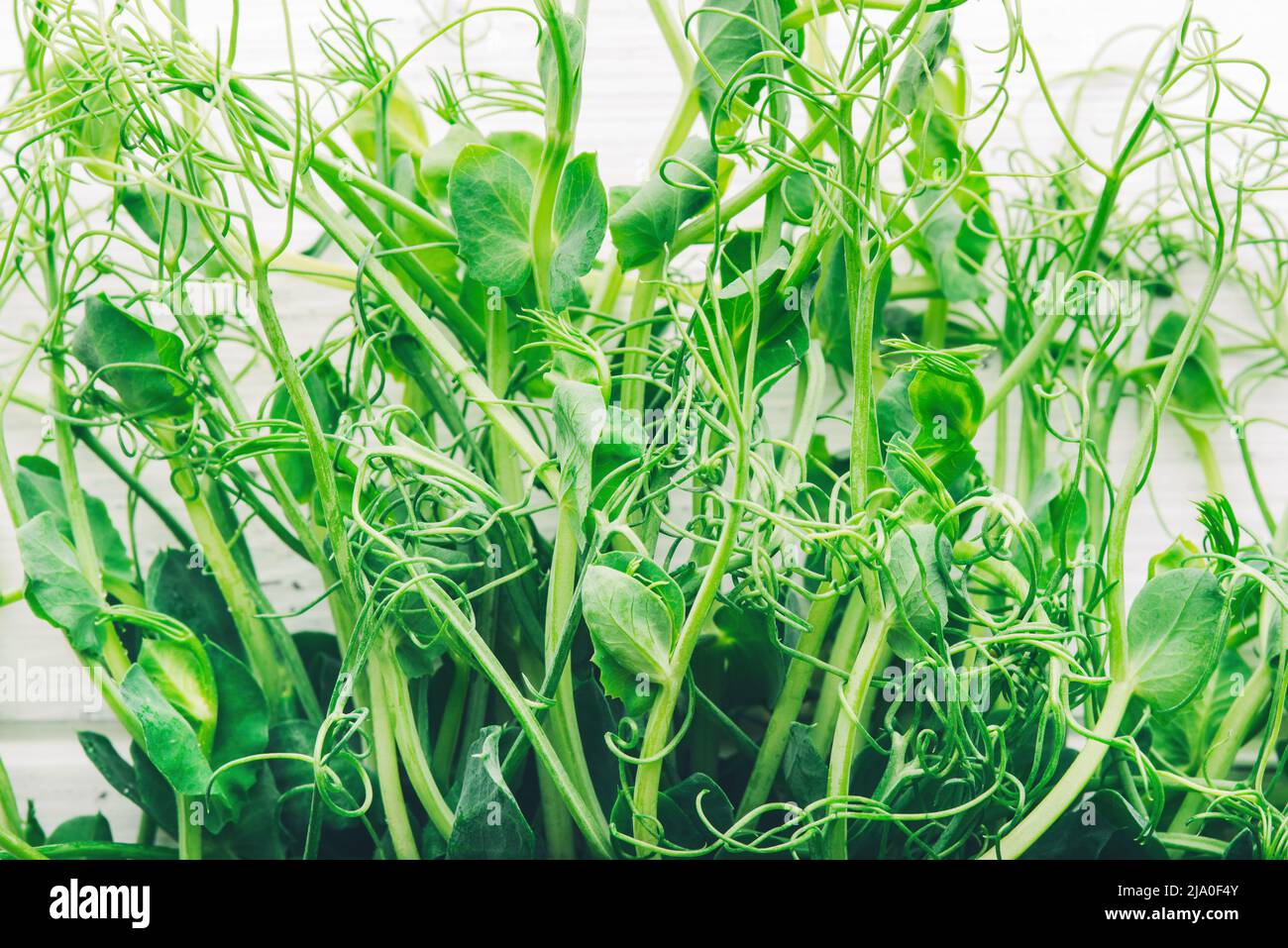 Microgreen peas on white hi-res stock photography and images - Alamy