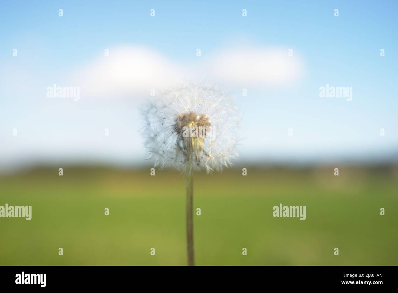 Dandelion dandelion green grass flying seeds Stock Photo - Alamy