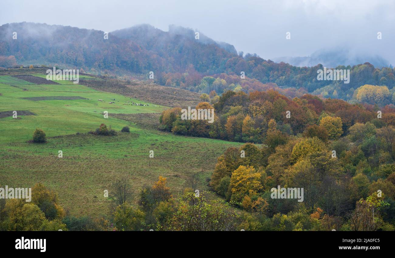 Cloudy and foggy morning autumn meadow scene. Peaceful picturesque ...