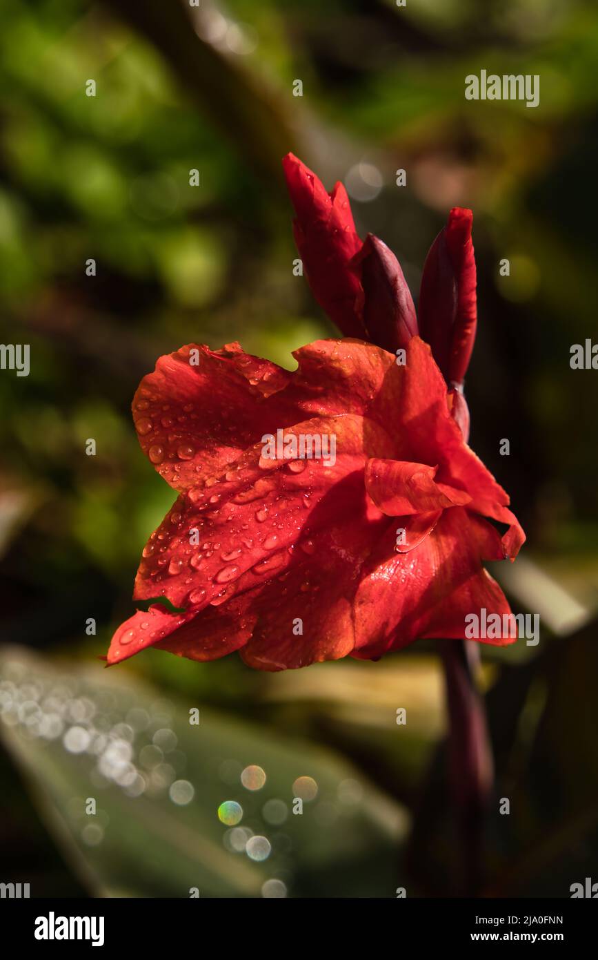 Sword lily purple flora hi-res stock photography and images - Alamy