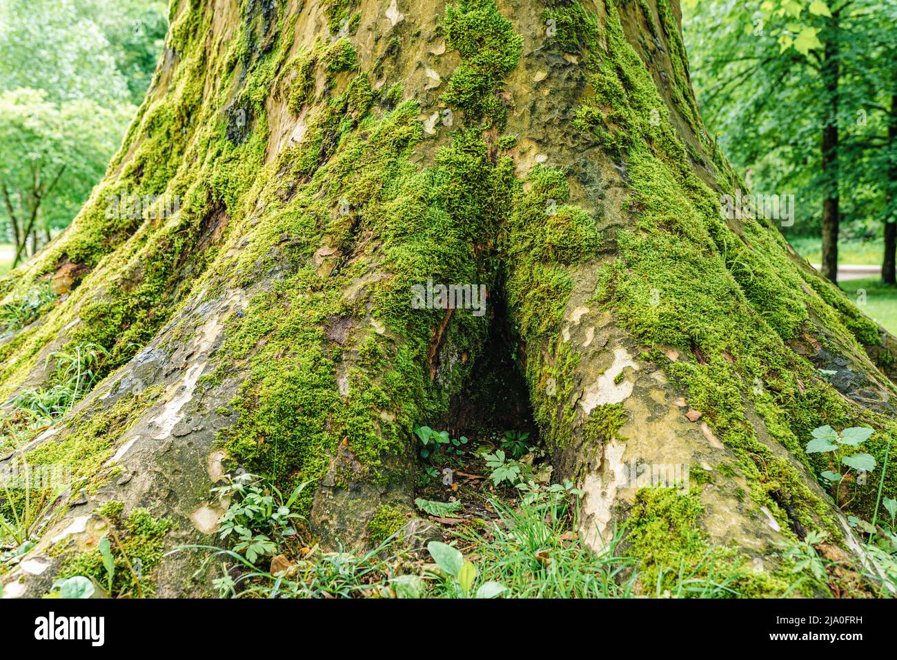 old large tree with roots outward, with gap between roots, hole under ...