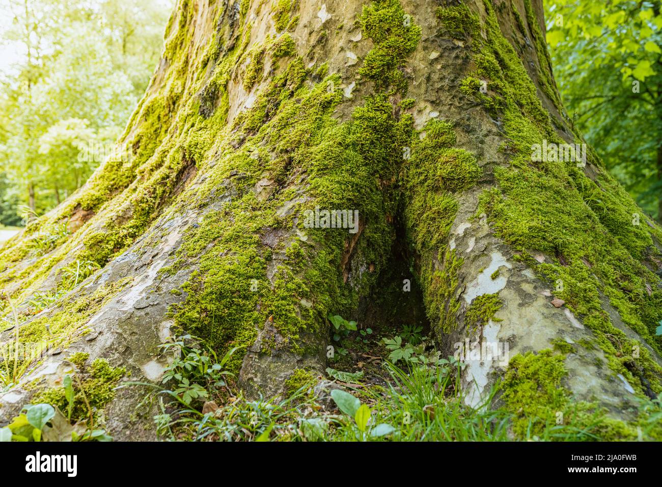 old large tree with roots outward, with gap between roots, hole under ...
