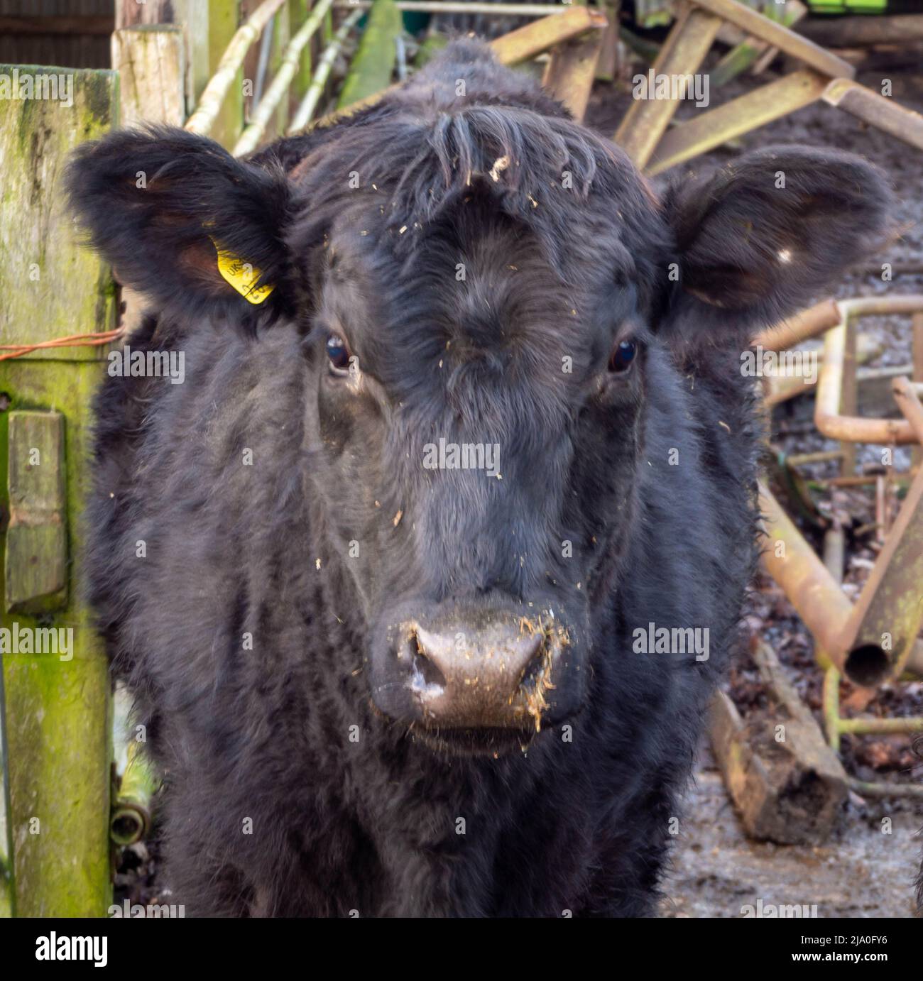 Forward facing cow hi-res stock photography and images - Alamy