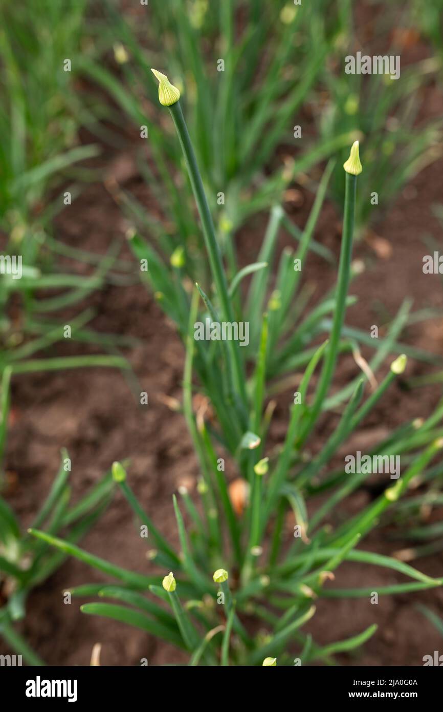 Onion pipes are green. Vegetable garden, agriculture, rural, business ...