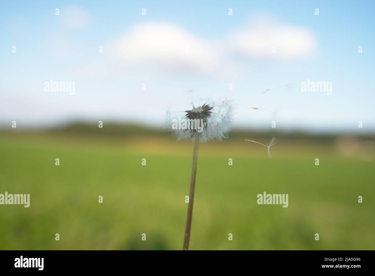 Dandelion dandelion green grass flying seeds Stock Photo - Alamy
