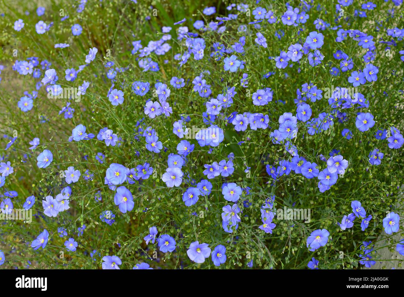 Spring blue flowers Nemophila flowers. Beautiful blue flowers in green ...