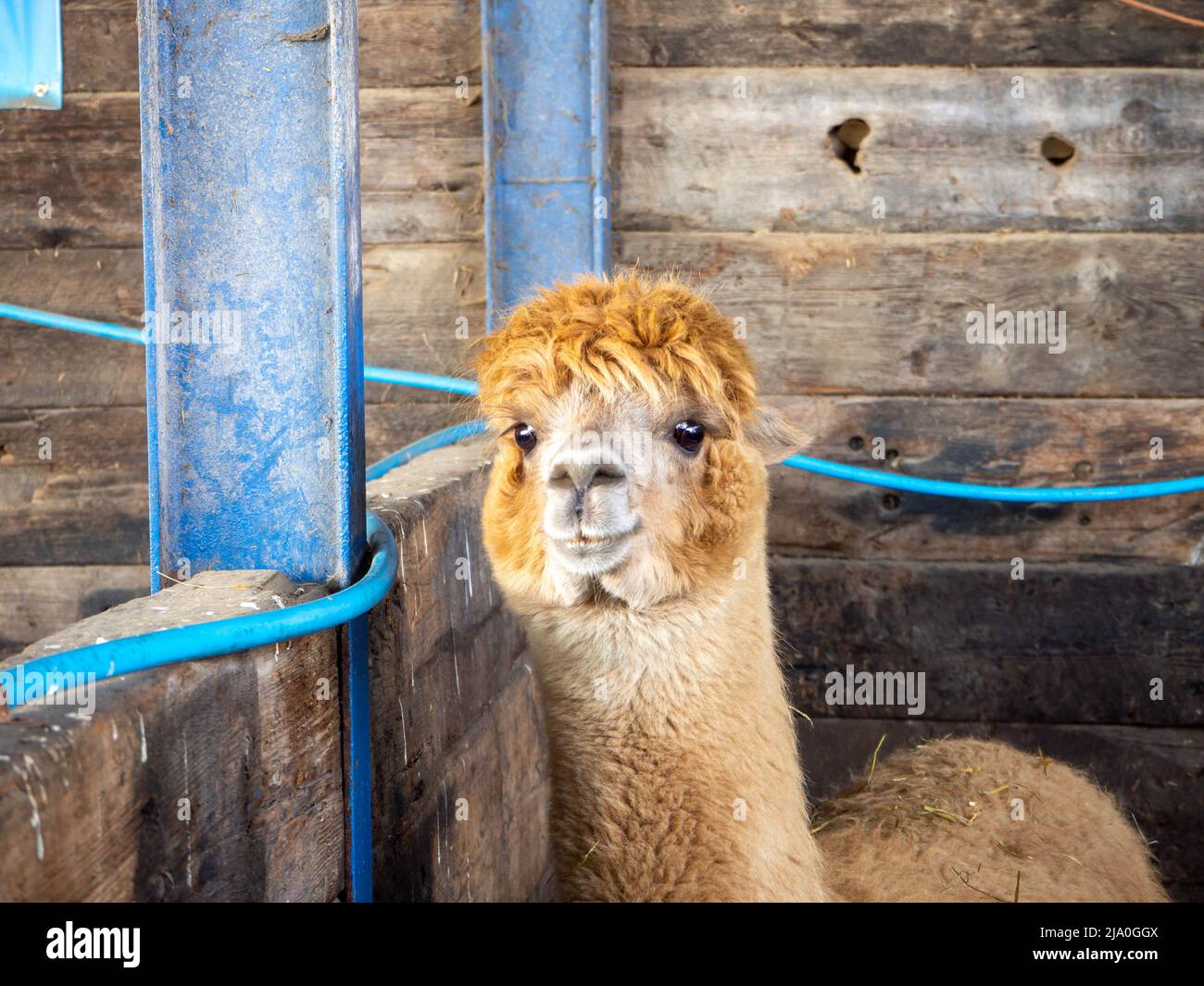 Alpaca in it's stall watching the visitors pass by Stock Photo - Alamy