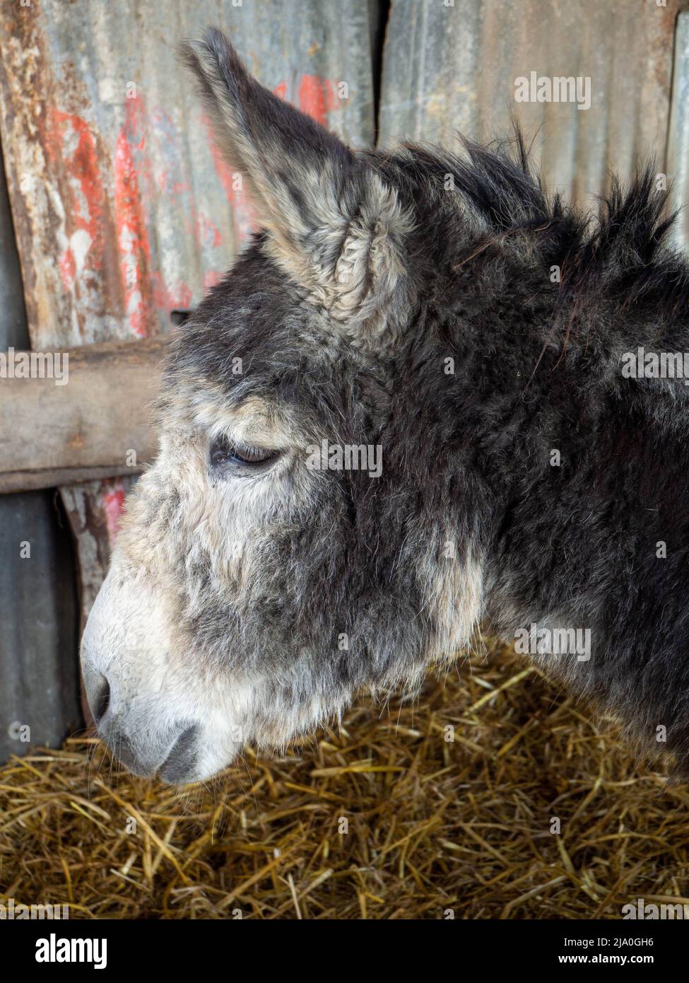 Grey Domestic Donkey profile head shot looking alert Stock Photo - Alamy