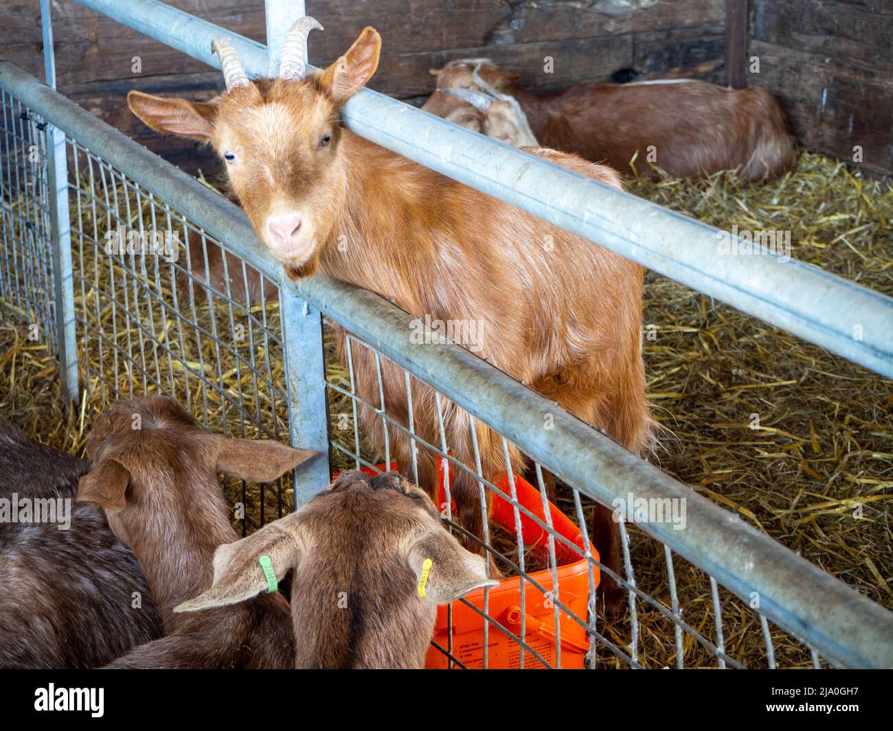 American pygmy goat hi-res stock photography and images - Alamy
