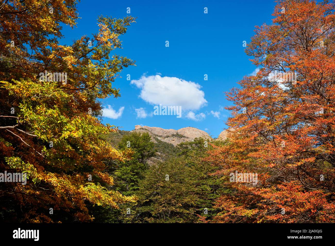 The autumn colors of the Andes mountains within Los Glaciares National ...